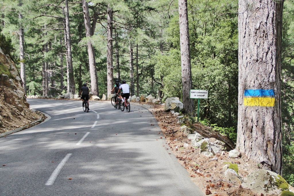 arbres-route-montagne-ghisoni-corse - My Little Road