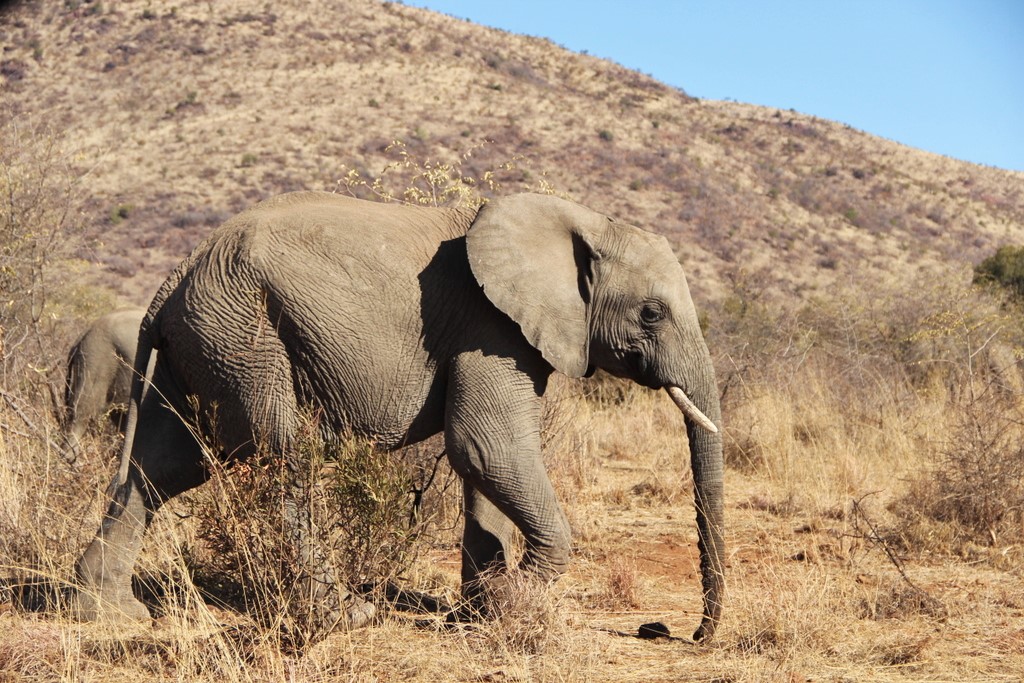 elephant-savane-pilansberg - My Little Road