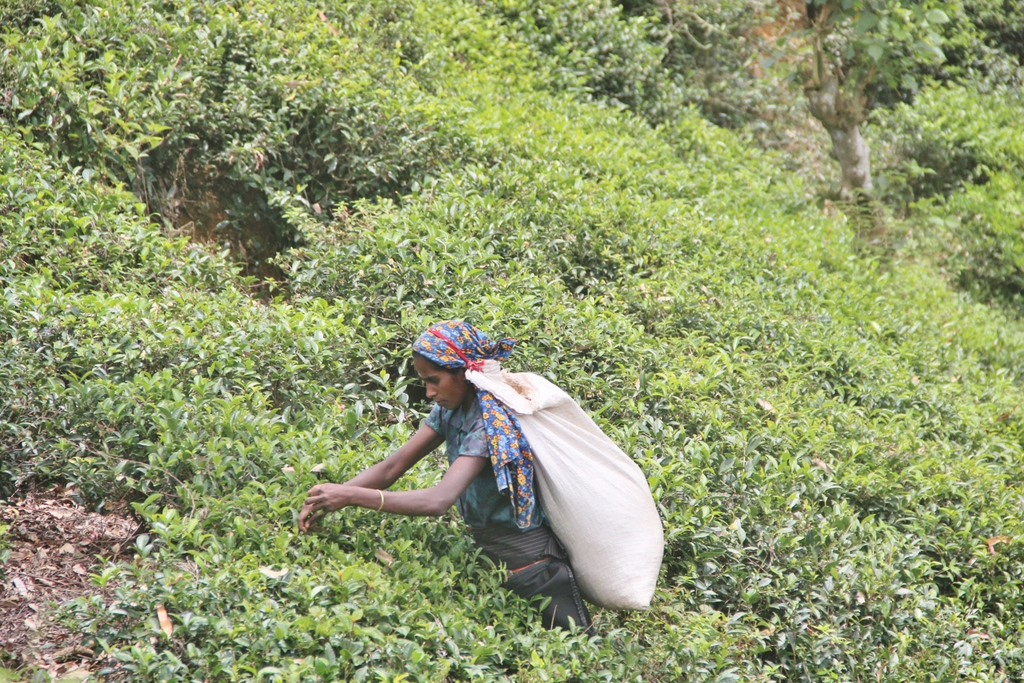 cueilleuse-travail-tea-Ella-Sri-Lanka - My Little Road