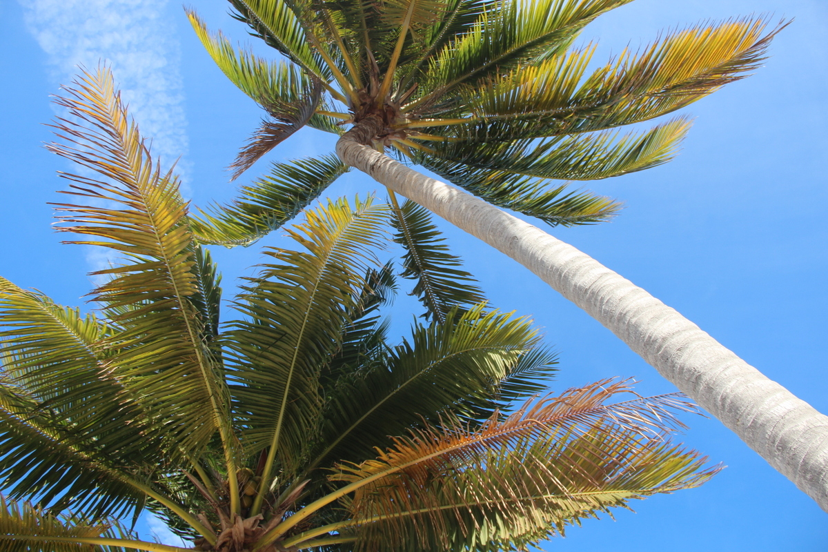 palmier-cayo-levissa-cuba-mylittleroad - My Little Road