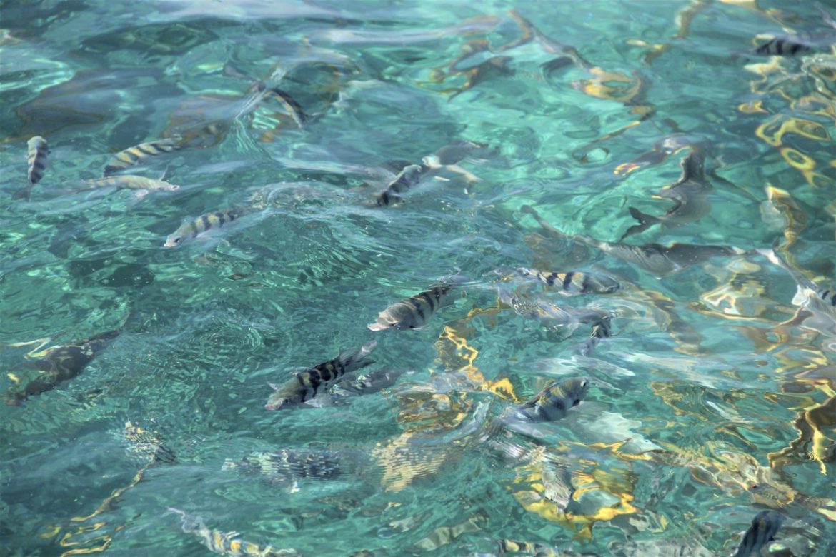 poissons-snorkeling-cayo-levissa-cuba-mylittleroad - My Little Road