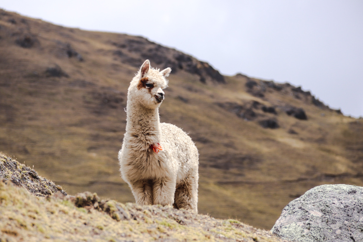 lama-trek-lares-cusco-perou-mylittleroad - My Little Road